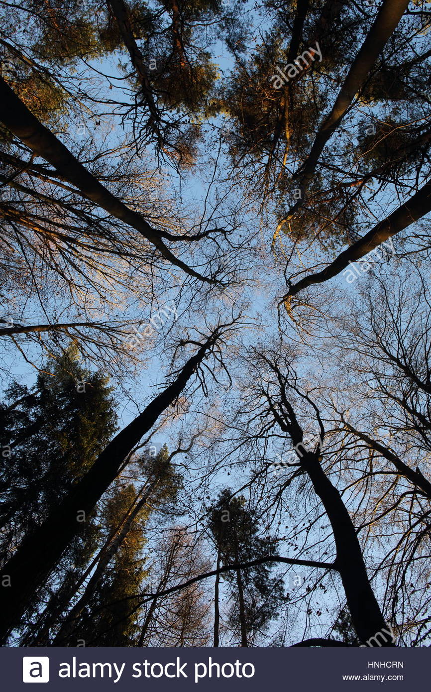 Treetops at sunset and tree trunks racing upwards in a forest in ...