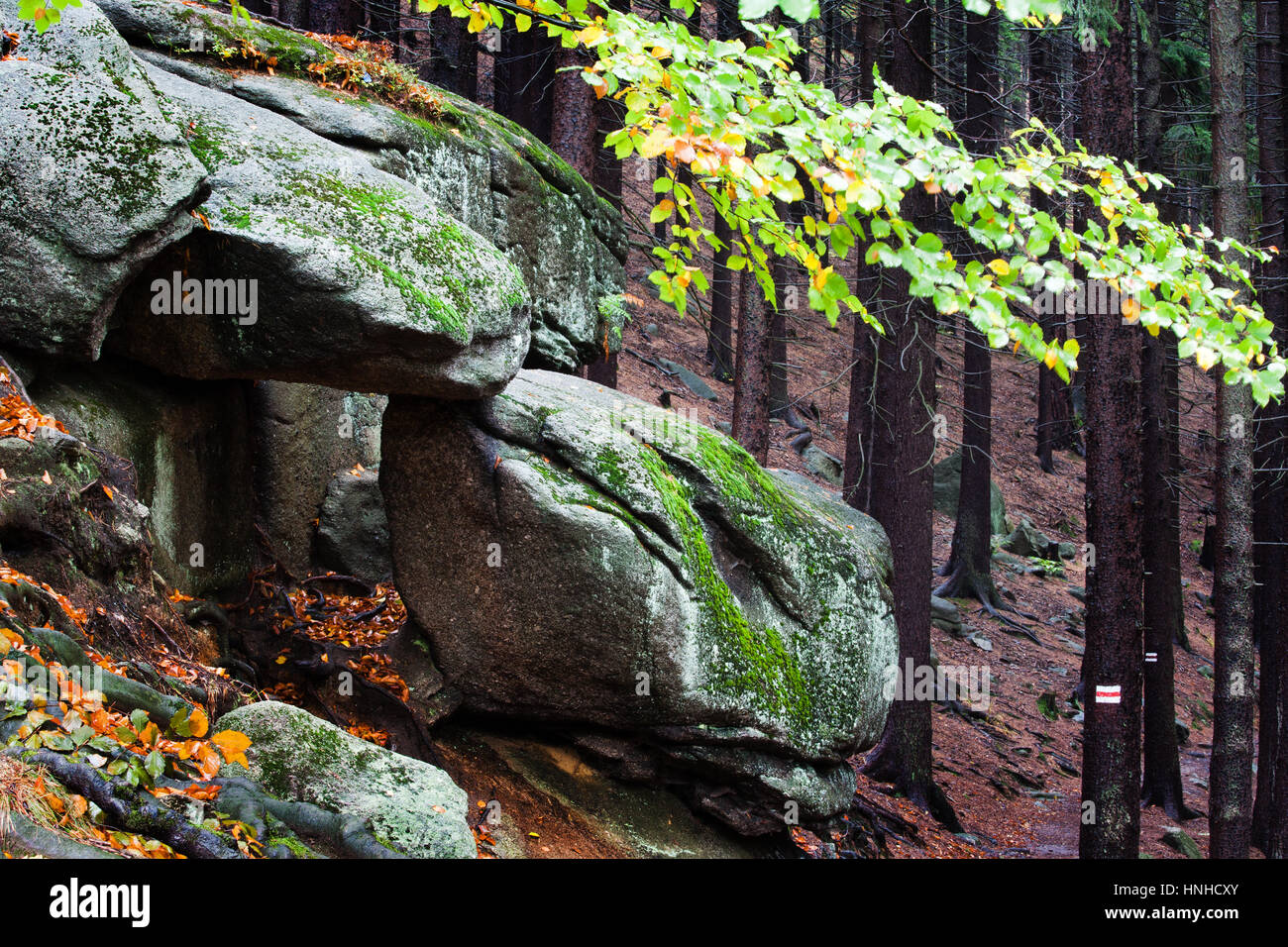 Big boulders and trees on slope of mountain forest Stock Photo - Alamy