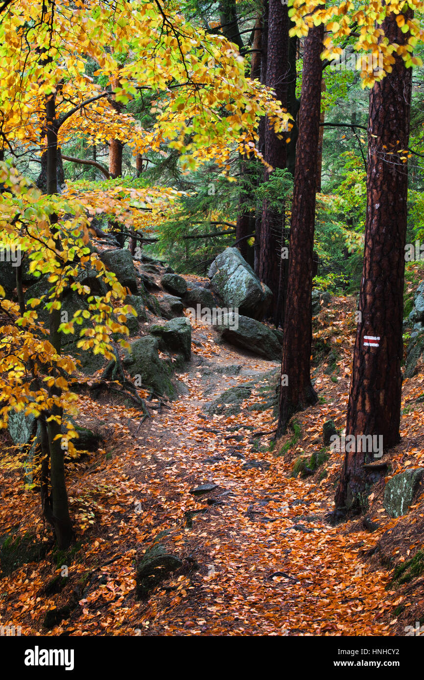 Fall forest path fallen leaves hi-res stock photography and images - Alamy