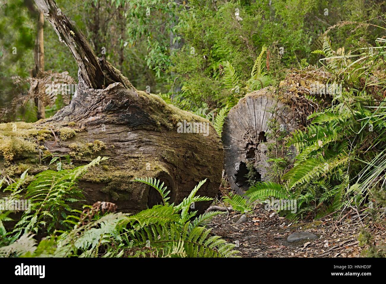 Forest walking route Stock Photo - Alamy