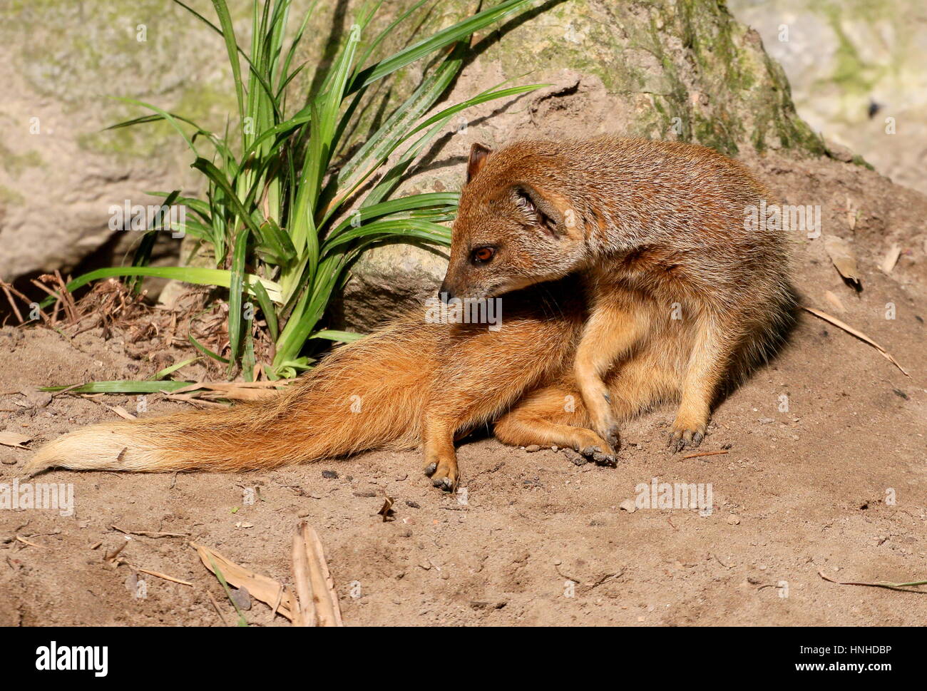 South African Yellow mongoose (Cynictis penicillata) a.k.a. Red Meerkat ...