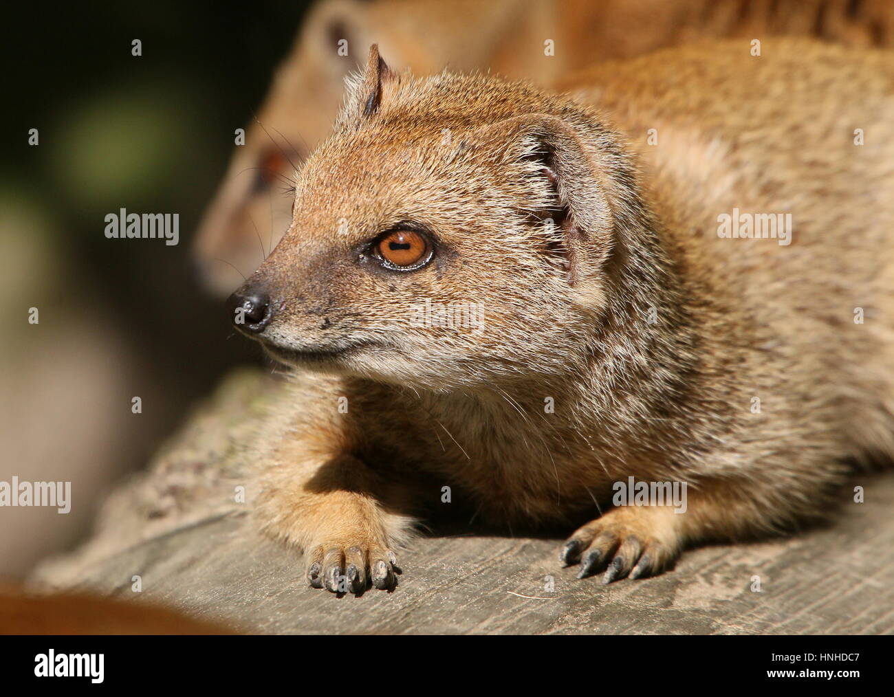 Closeup of the head of a Yellow mongoose (Cynictis penicillata) a.k.a ...
