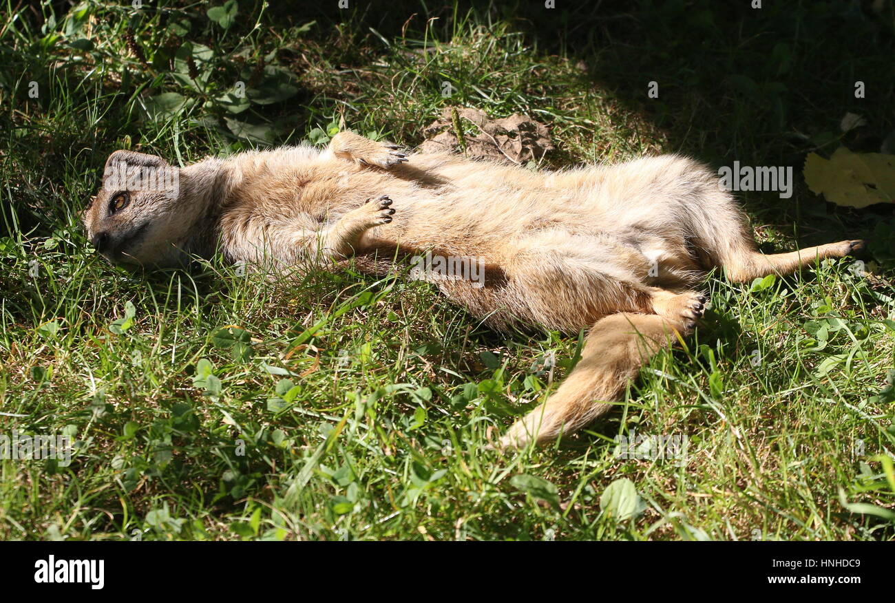 Yellow mongoose (Cynictis penicillata) lying down on his back, relaxing ...