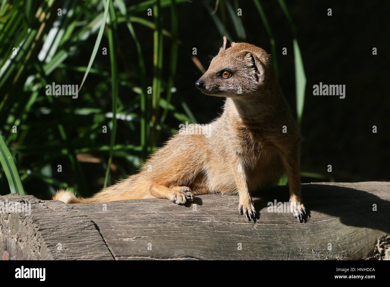 South African Yellow mongoose (Cynictis penicillata) a.k.a. Red Meerkat ...
