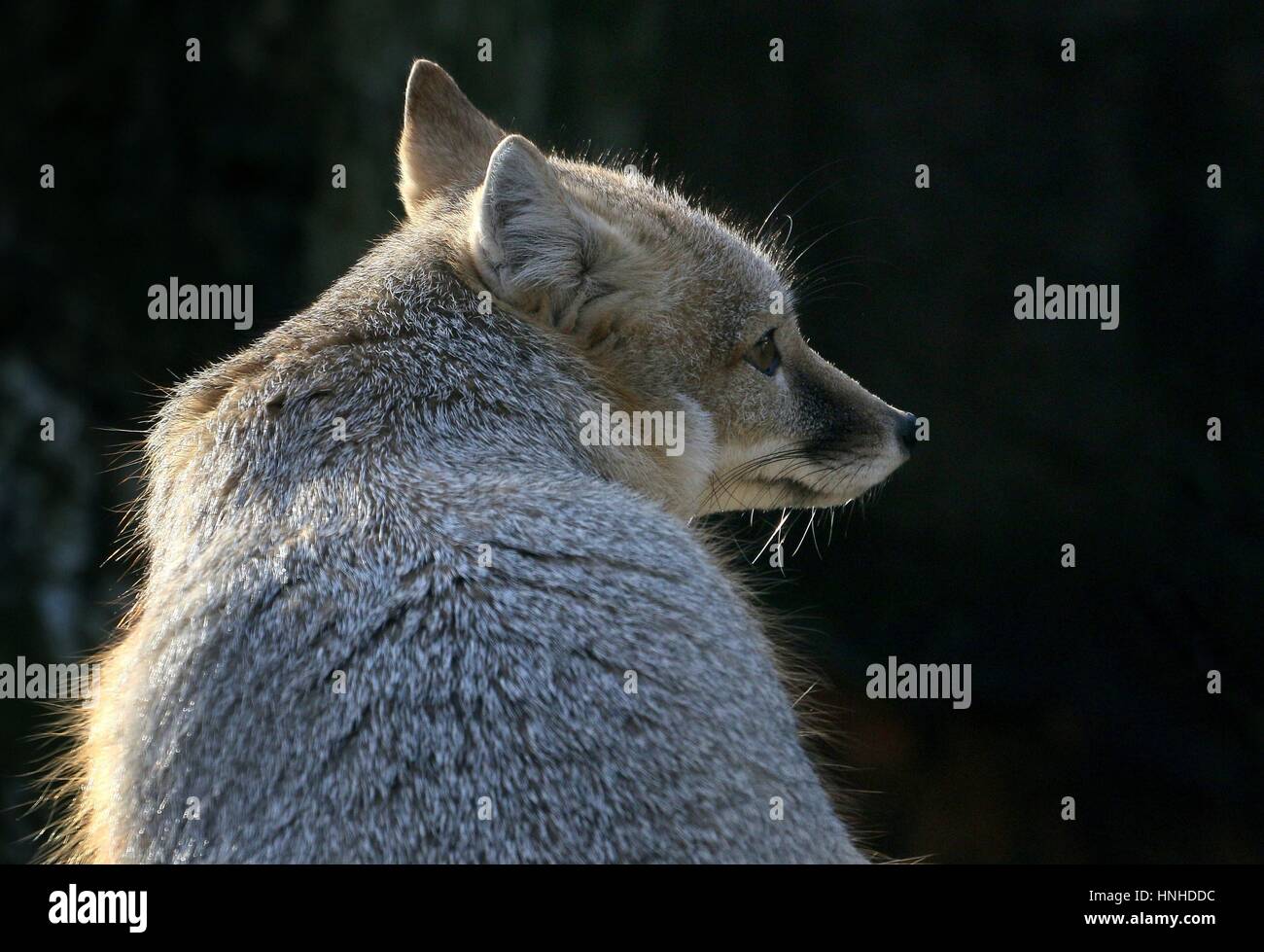 Fox looking up hi-res stock photography and images - Alamy
