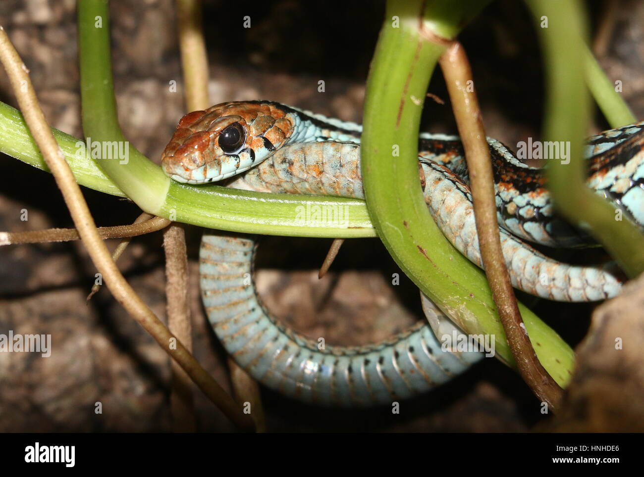 Thamnophis sirtalis tetrataenia hi-res stock photography and images - Alamy