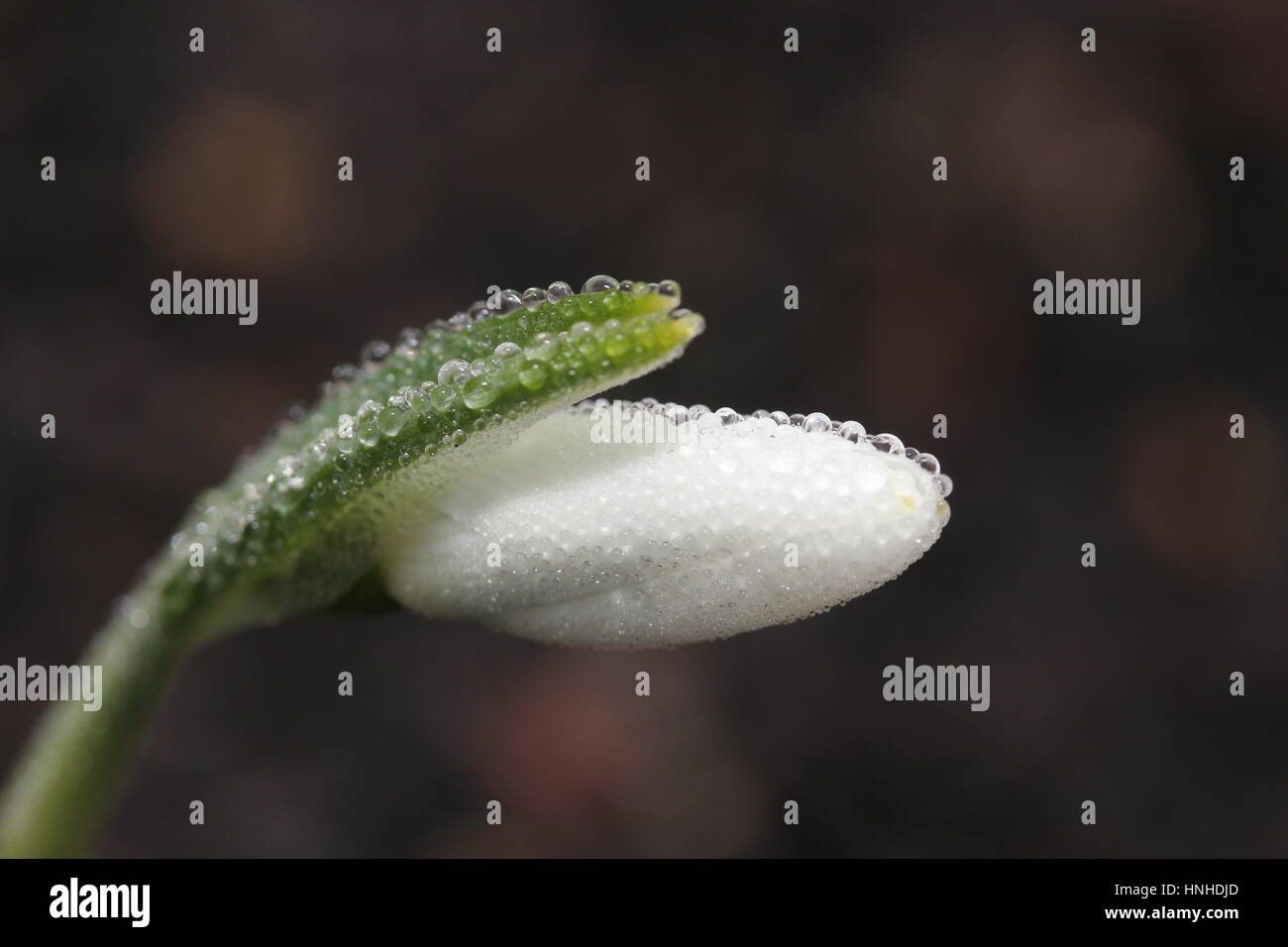 Snowdrop after the rain Stock Photo - Alamy