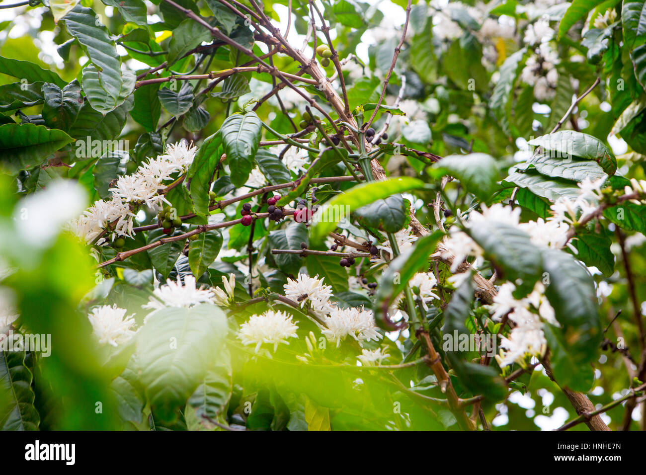 Coffee-tree in flower in Madagascar Stock Photo - Alamy