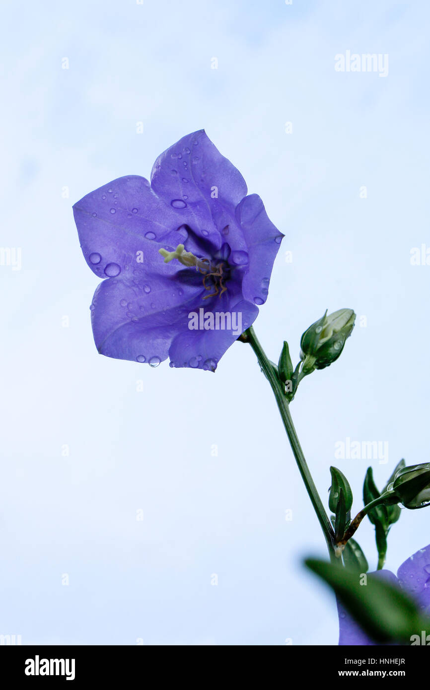 Campanula takion blue hi-res stock photography and images - Alamy
