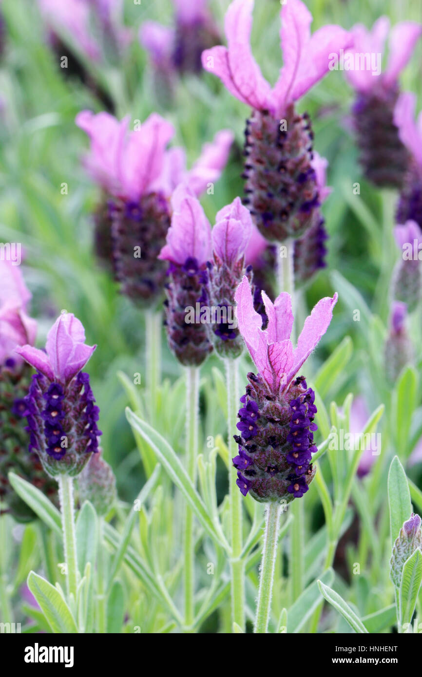 Close up of purple flowers of Lavandula Stoechas 'Anouk' (French ...