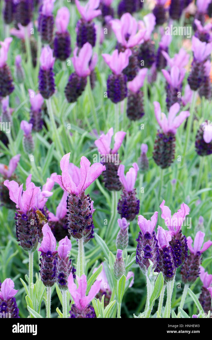 Close up of purple flowers of Lavandula Stoechas 'Anouk' (French ...