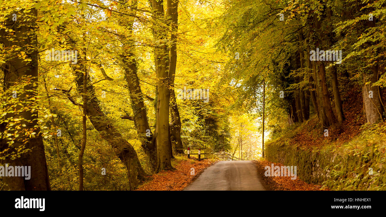 A Country Roadside. In the midst of autumn, the small narrow country ...