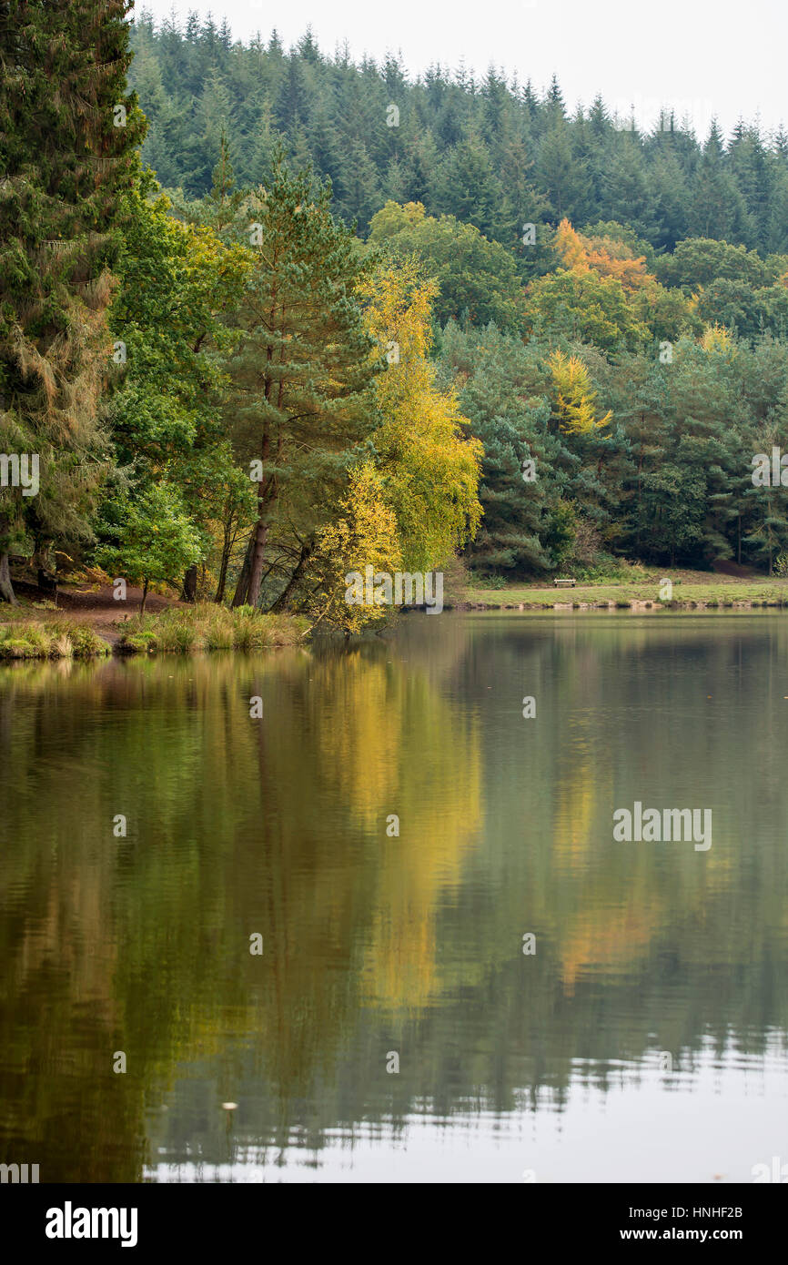 Mallards pike in forest dean hi-res stock photography and images - Alamy