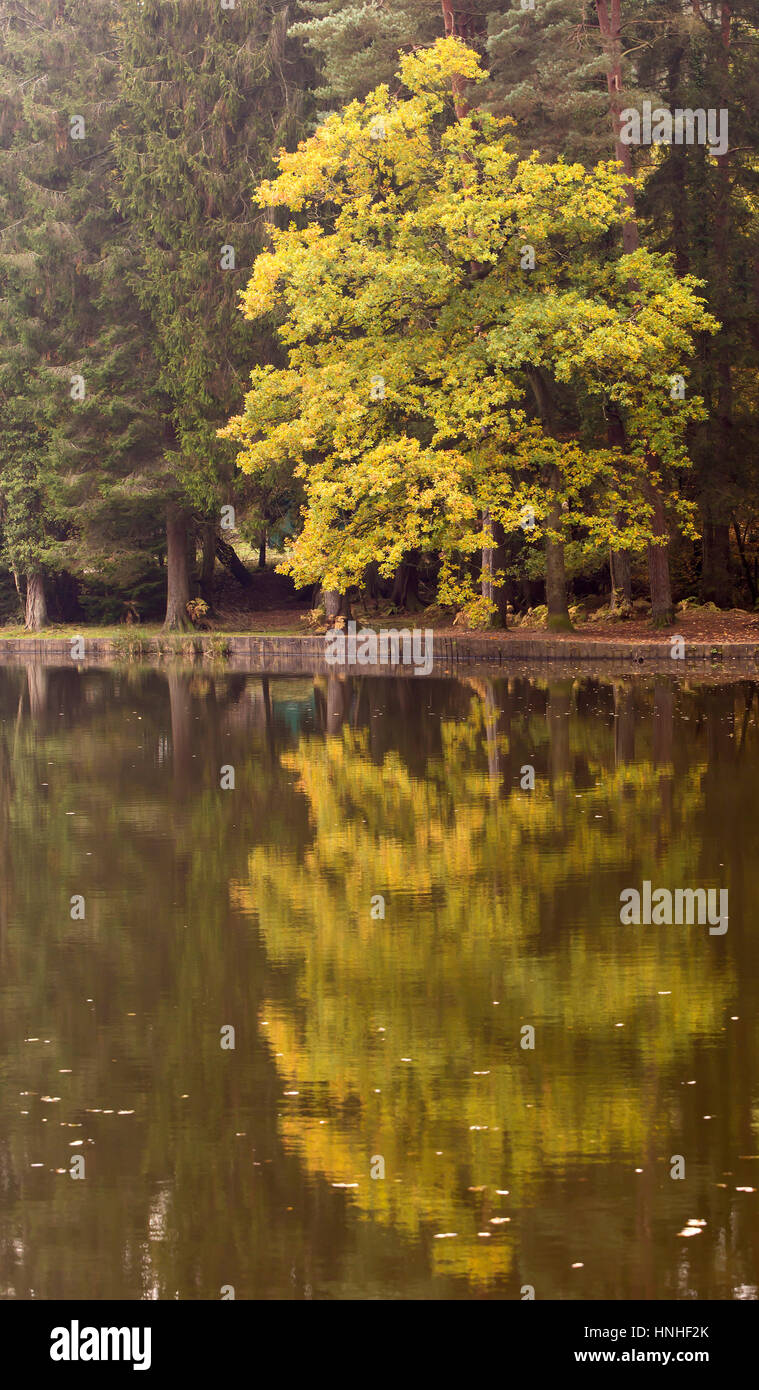Mallards pike in forest dean hi-res stock photography and images - Alamy