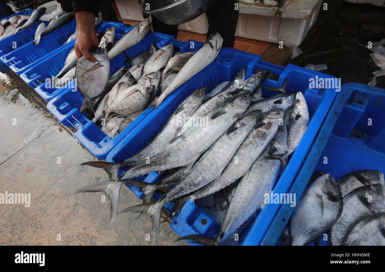 Gaza City, Gaza Strip, Palestinian Territory. 14th Feb, 2017. A ...