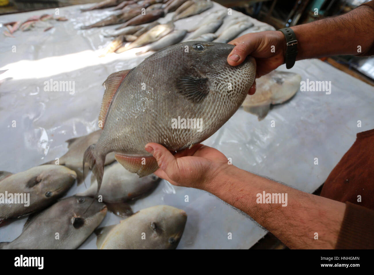 Gaza City, Gaza Strip, Palestinian Territory. 14th Feb, 2017. A ...