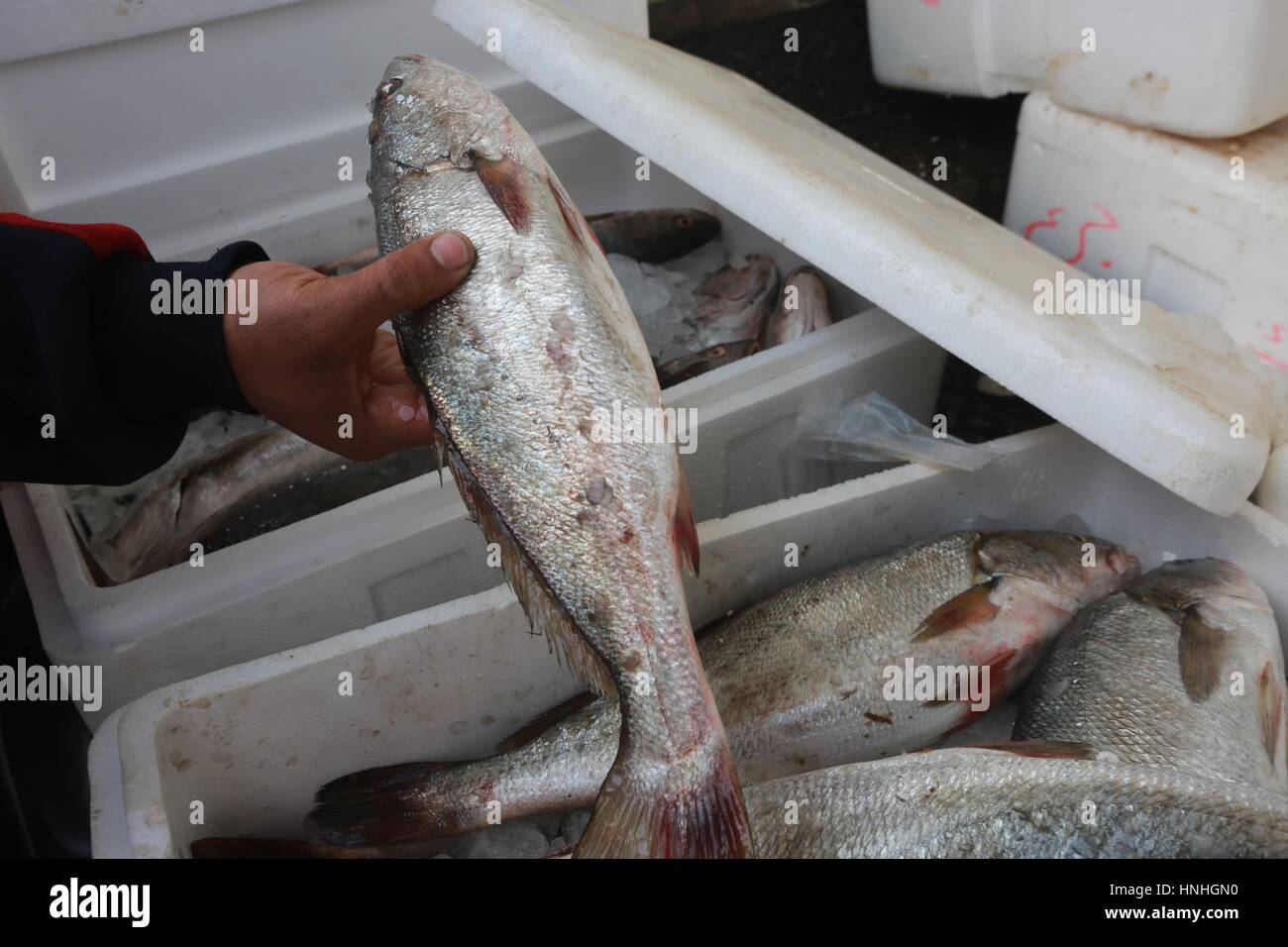 Gaza City, Gaza Strip, Palestinian Territory. 14th Feb, 2017. A ...