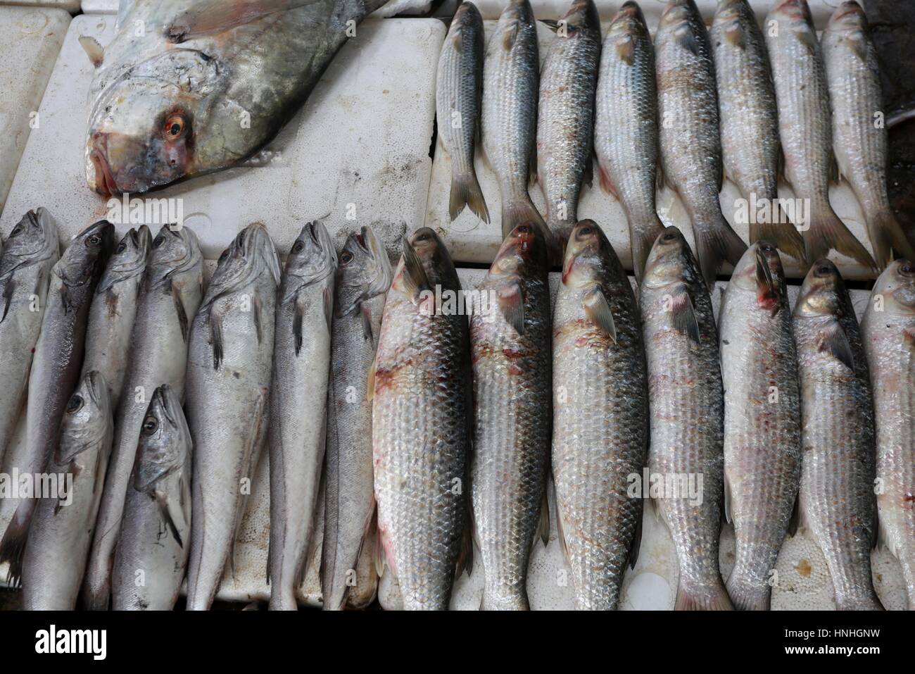 Gaza City, Gaza Strip, Palestinian Territory. 14th Feb, 2017. A Picture ...