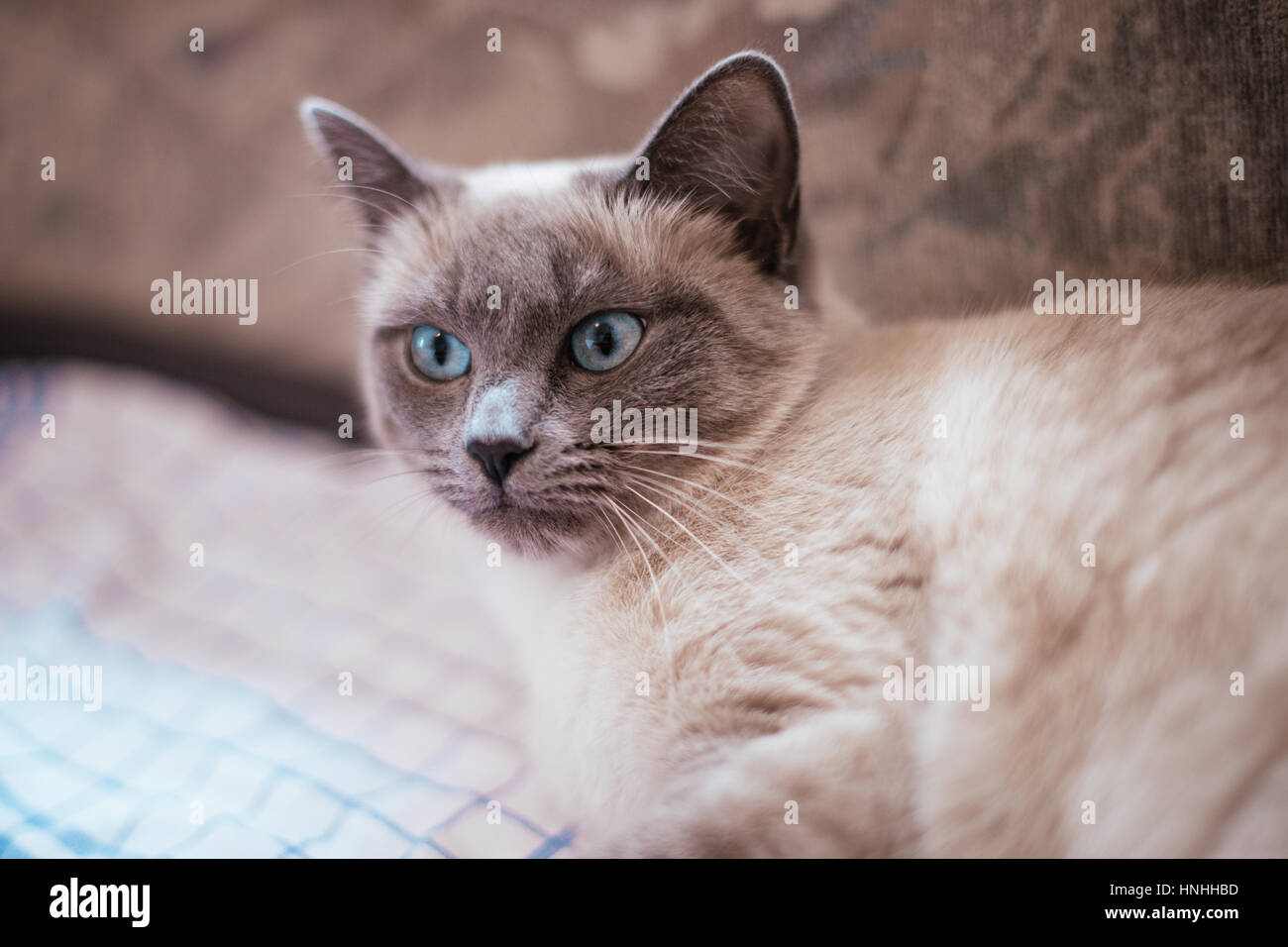 Picture of a young cat, taken on 12/02/17 in Büdesheim | usage ...