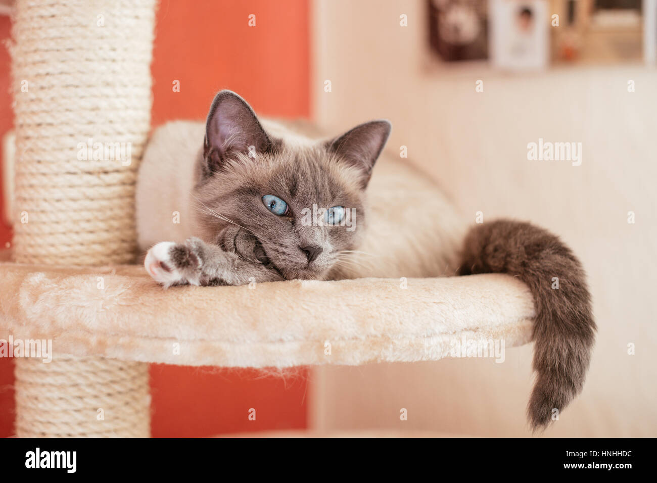 Picture of a young cat, taken on 12/02/17 in Büdesheim | usage ...