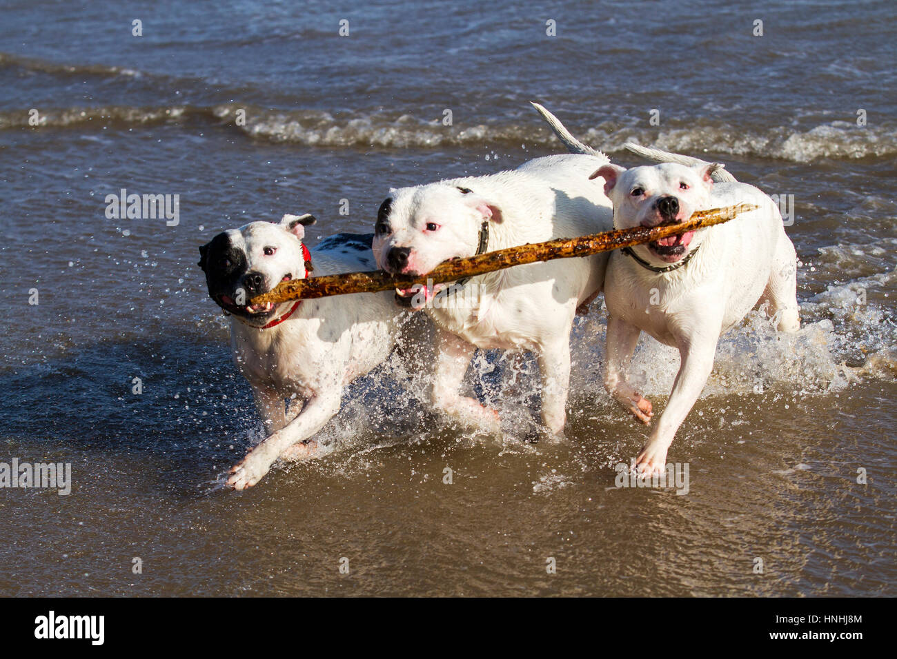 Three Staffordshire Bull Terrier Dogs playing on the beach, Staffies ...