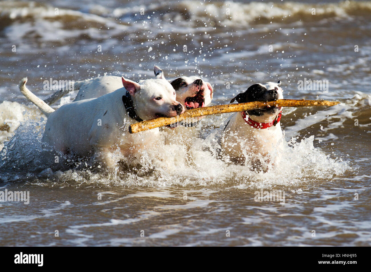 Three Staffordshire Bull Terrier Dogs playing on the beach, Staffies ...