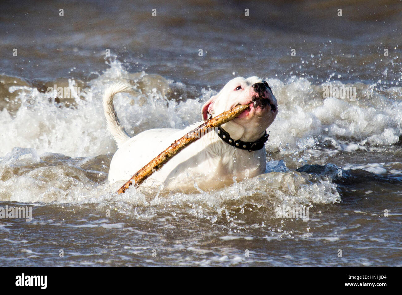 Staffies hi-res stock photography and images - Alamy