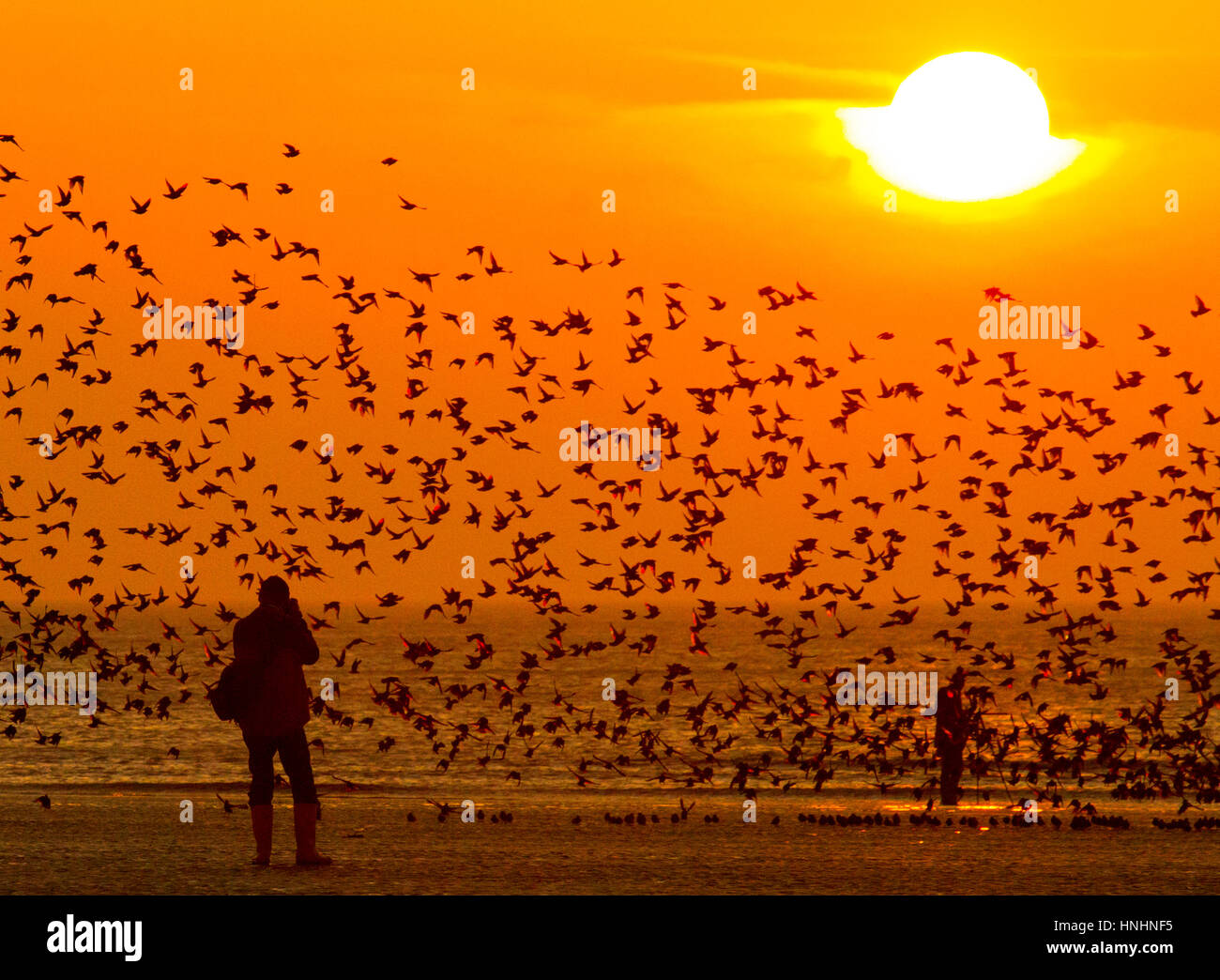 flock fly animal starling flight swarm bird dusk murmuration blackpool ...