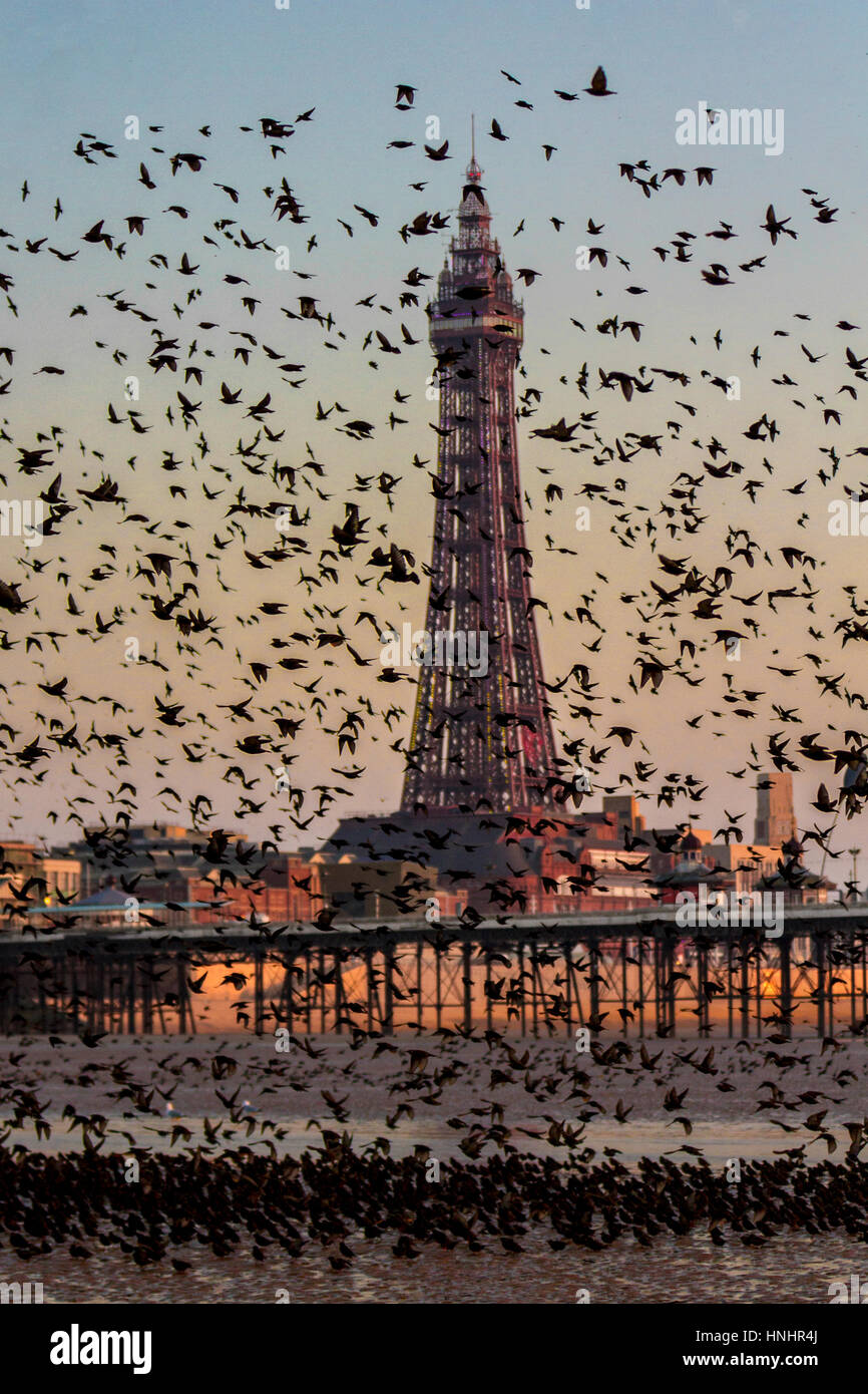 Blackpool sunset beach pier starlings hi-res stock photography and ...