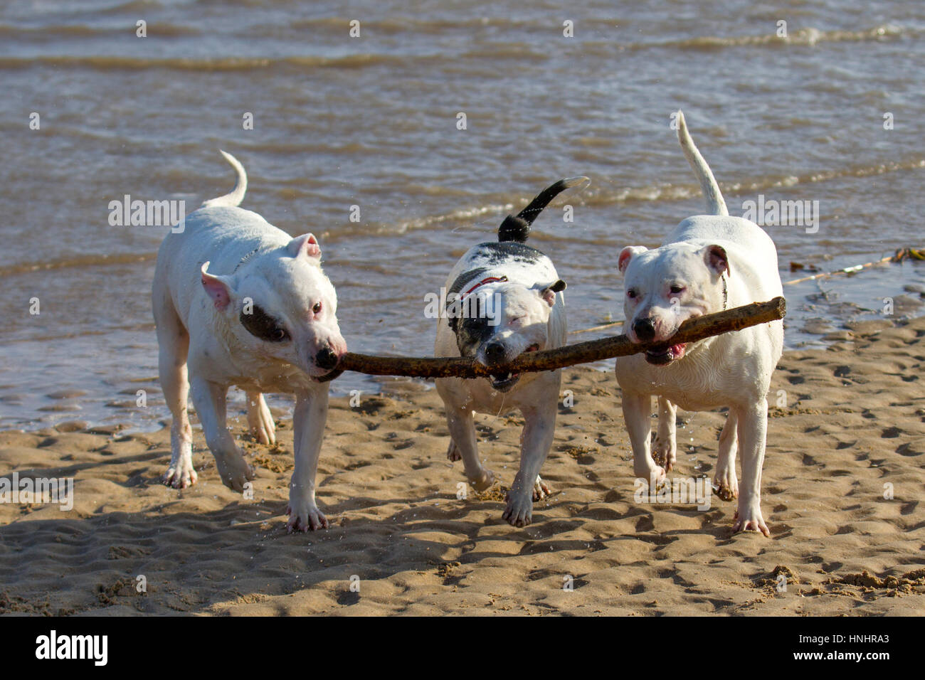 Three Staffordshire Bull Terrier Dogs playing on the beach, Staffies ...