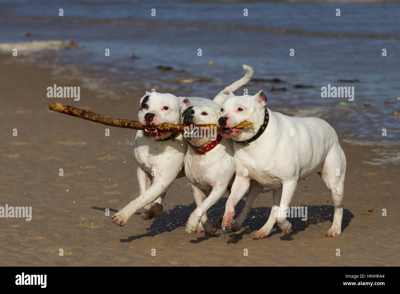 Three Staffordshire white bBull Terrier Dogs playing on the beach ...