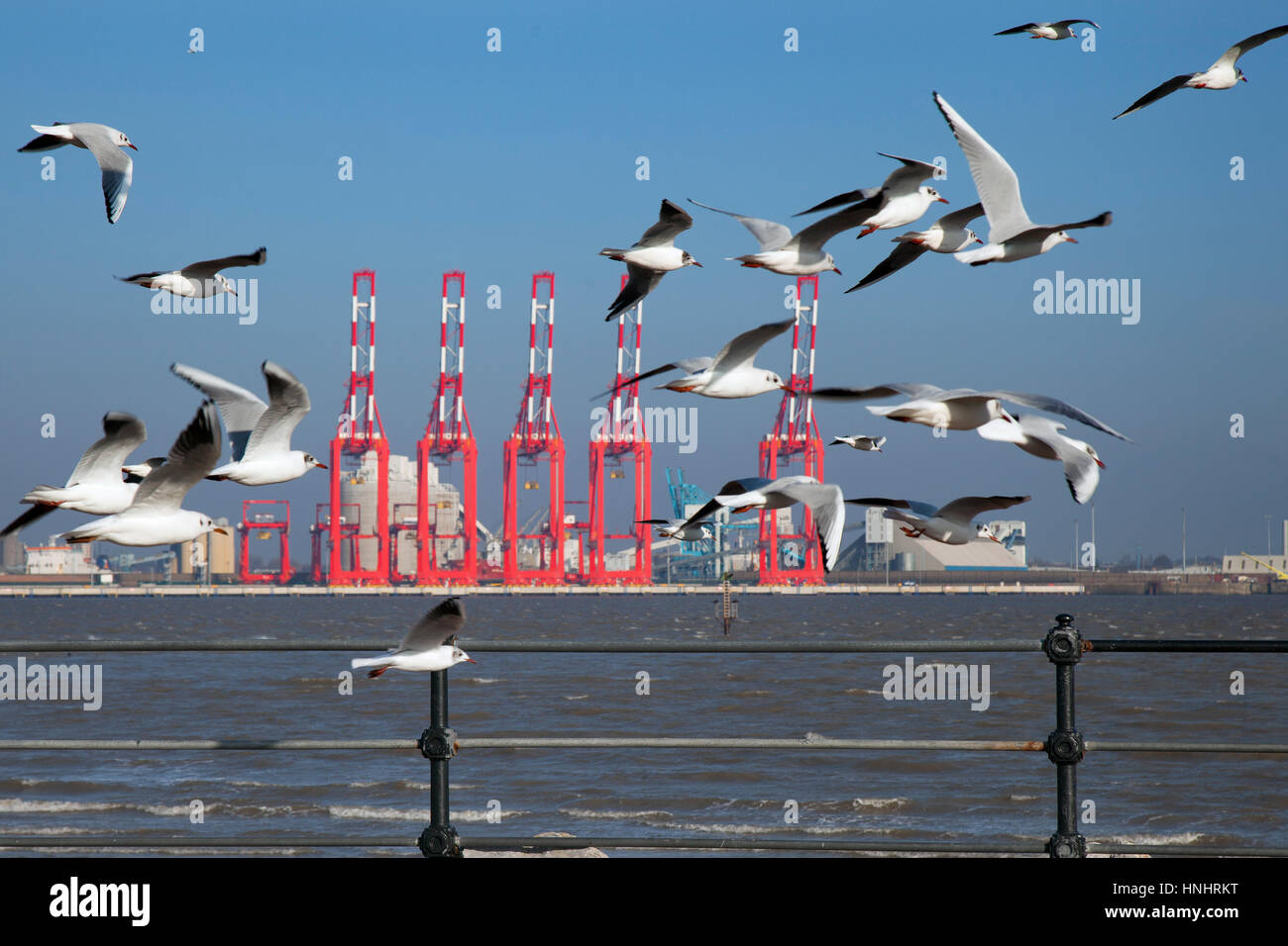 Birds in Flight, flying in the clouds at flocks gulls of New Brighton ...