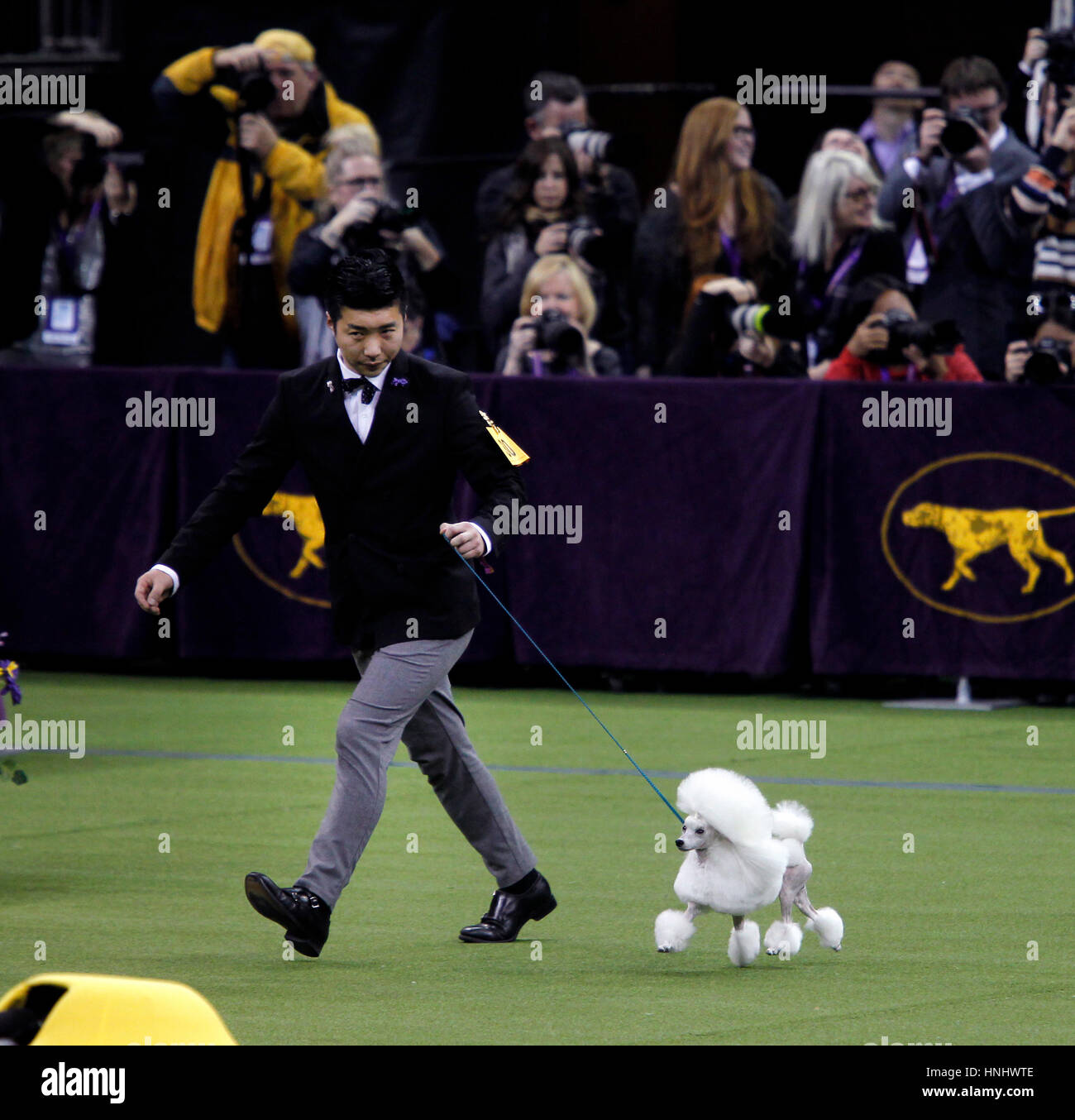New York City, 13th February 2017. A Toy Poodle competing in the Toy ...