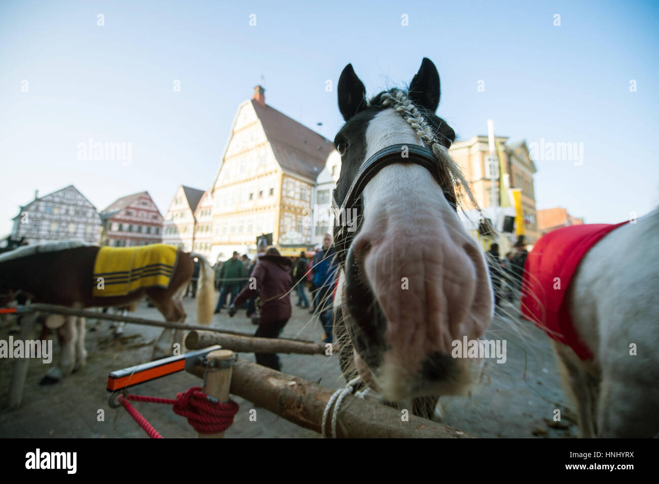 Baroque pinto hi-res stock photography and images - Alamy