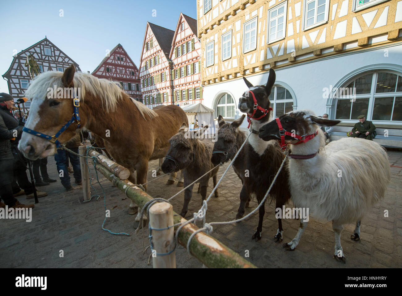 Leonberg, Germany. 14th Feb, 2017. Poitou donkeys and lamas stand in a ...