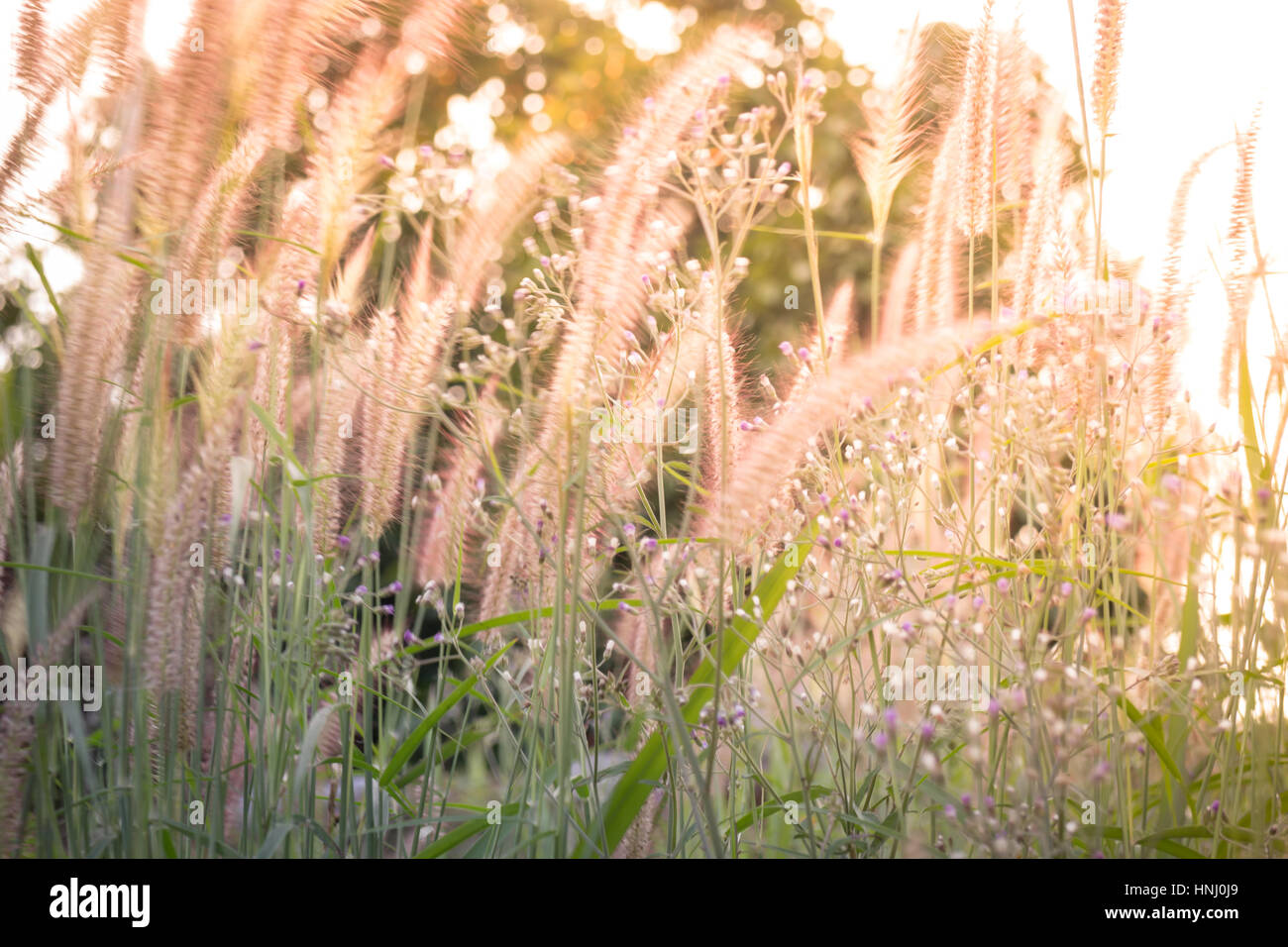 Grass field filled with sunlight, stock photo Stock Photo - Alamy