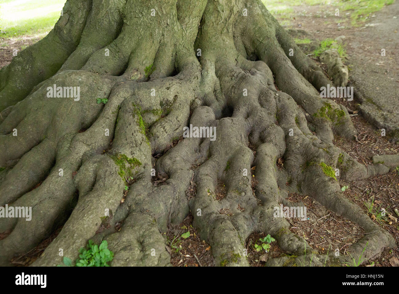 Roots of Large Tree (Bath Stock Photo - Alamy