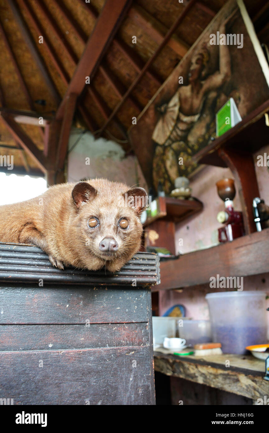 Lewak hi-res stock photography and images - Alamy