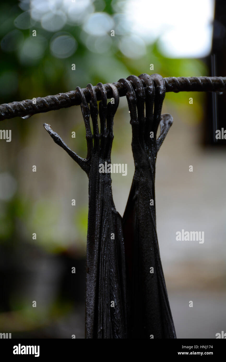 Close-up of bat claws. Large bat hanging outside coffee shop at Tanah ...