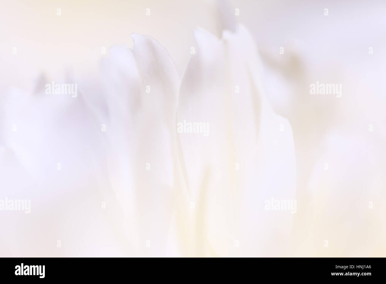 Beautiful spring summer nature background hi-res stock photography and ...