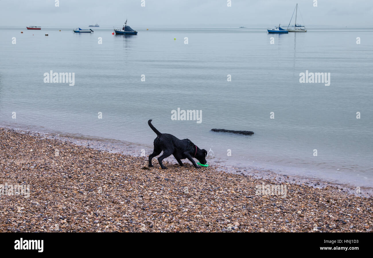 Lab running on the beach hi-res stock photography and images - Alamy