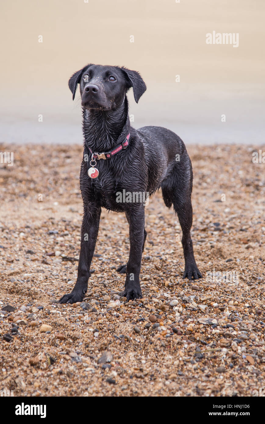 Black Labrador Pet Dog on the Beach Stock Photo - Alamy