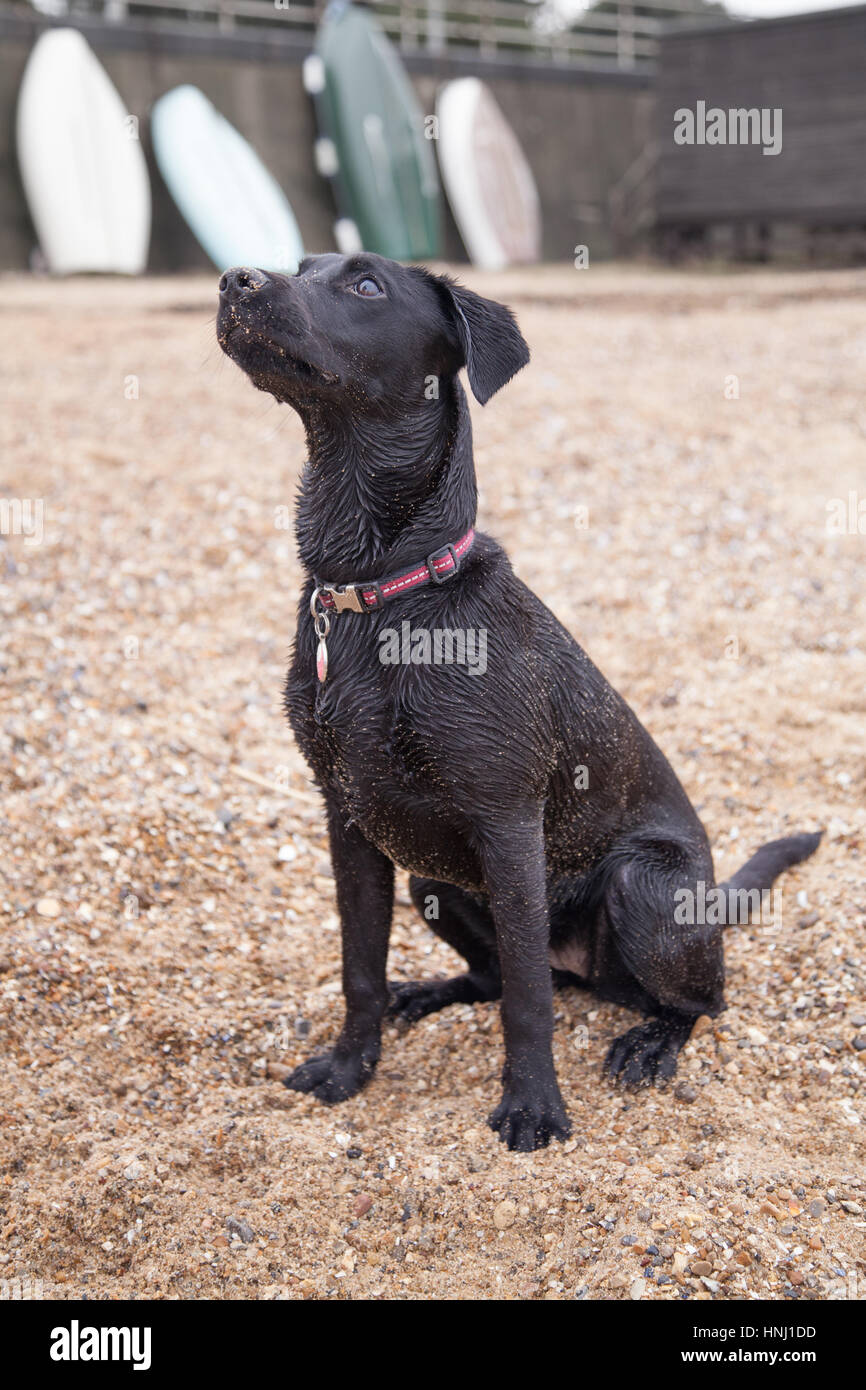Black lab on beach hi-res stock photography and images - Alamy