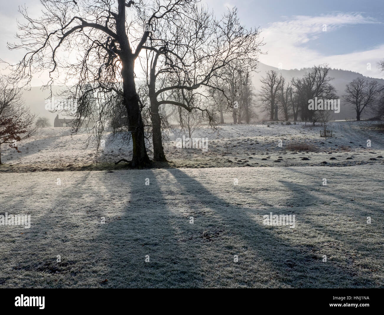 Winter Trees on the Falkland Estate with the Lomond Hills Behind ...