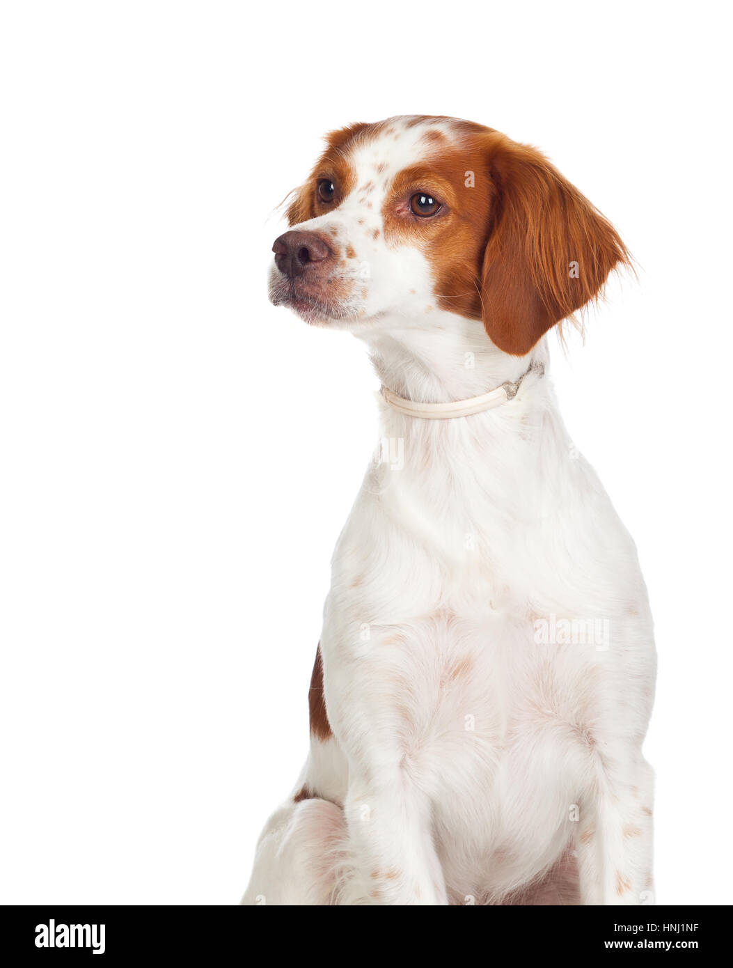Beautiful portrait of dog isolated on a white background Stock Photo ...