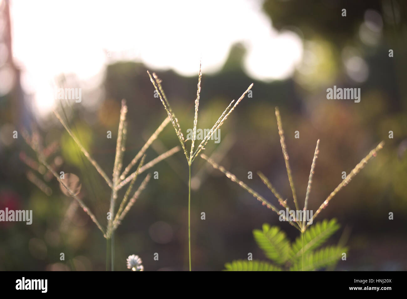 Flowers of Fingergrass Stock Photo - Alamy