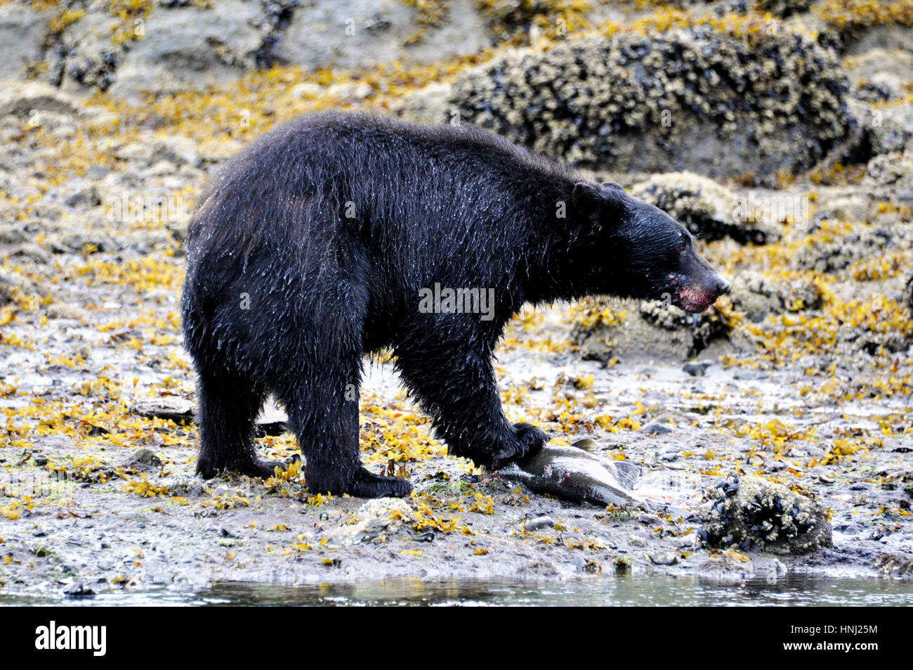 Ketchikan bear hi-res stock photography and images - Alamy