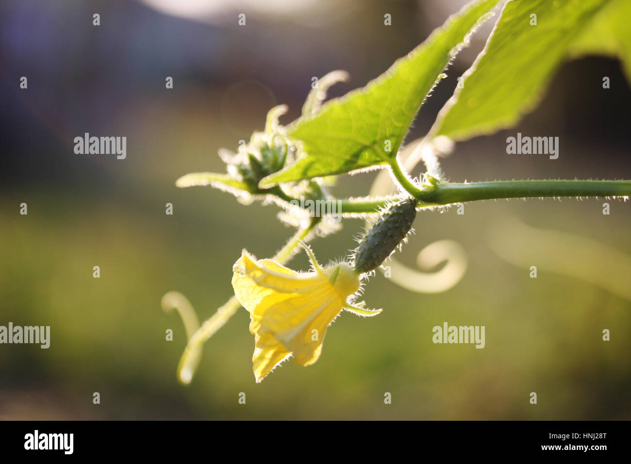 Fruiting time of cucumber plant Stock Photo - Alamy