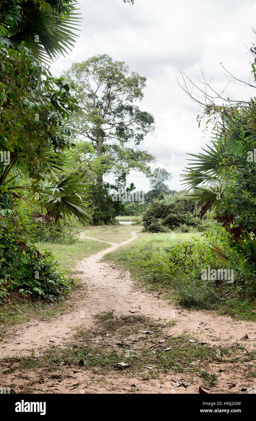 Path in forest cambodia hi-res stock photography and images - Alamy