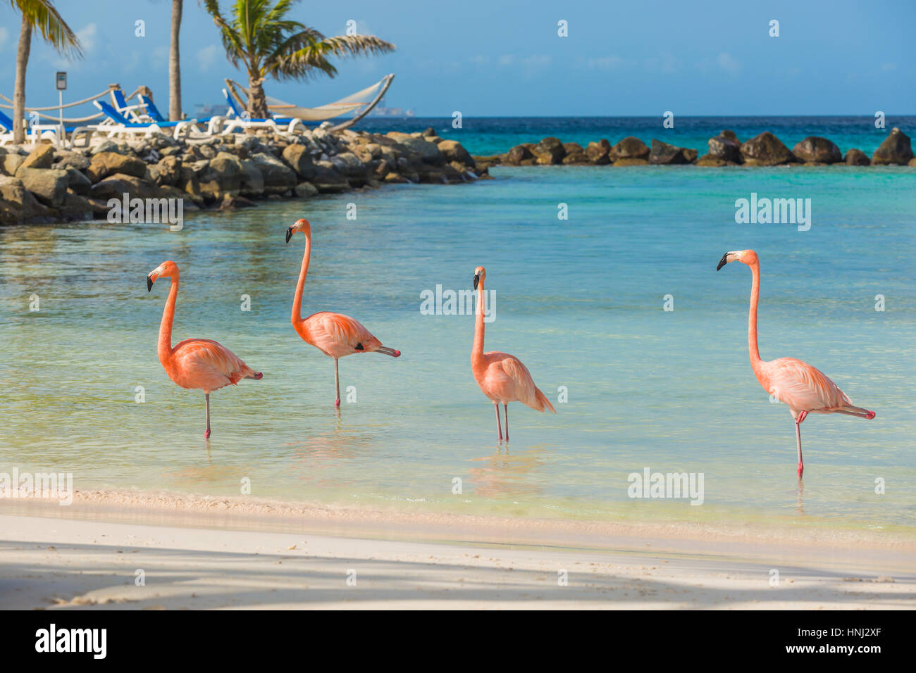 Flamingos on the Aruba beach. Flamingo beach Stock Photo - Alamy